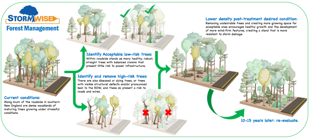 Roadside Forest Management | A Partnership of UConn and Eversource